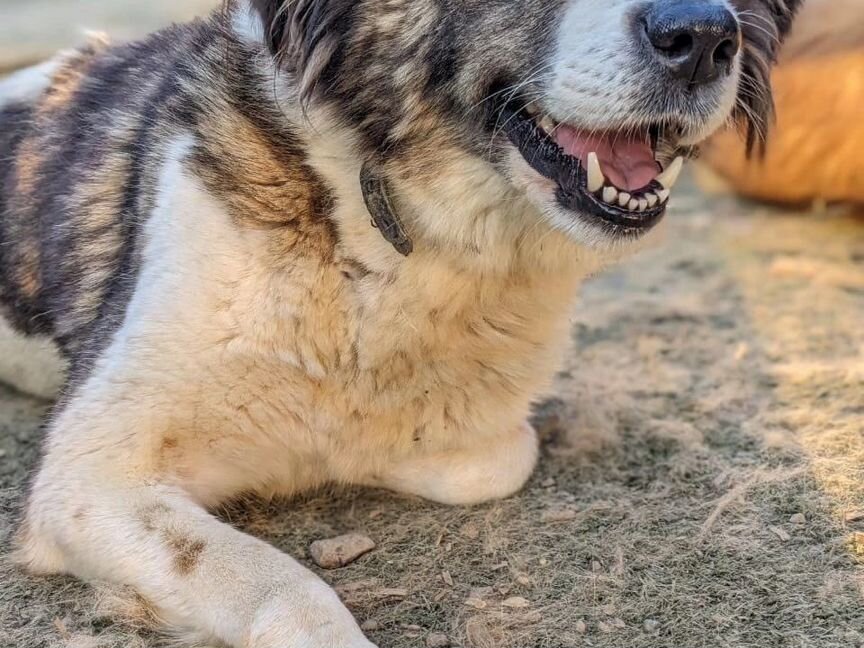 Собака Масяня в хорошие руки бесплатно