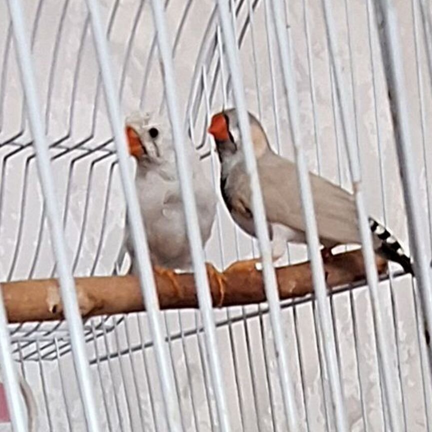 Зебровые амадины