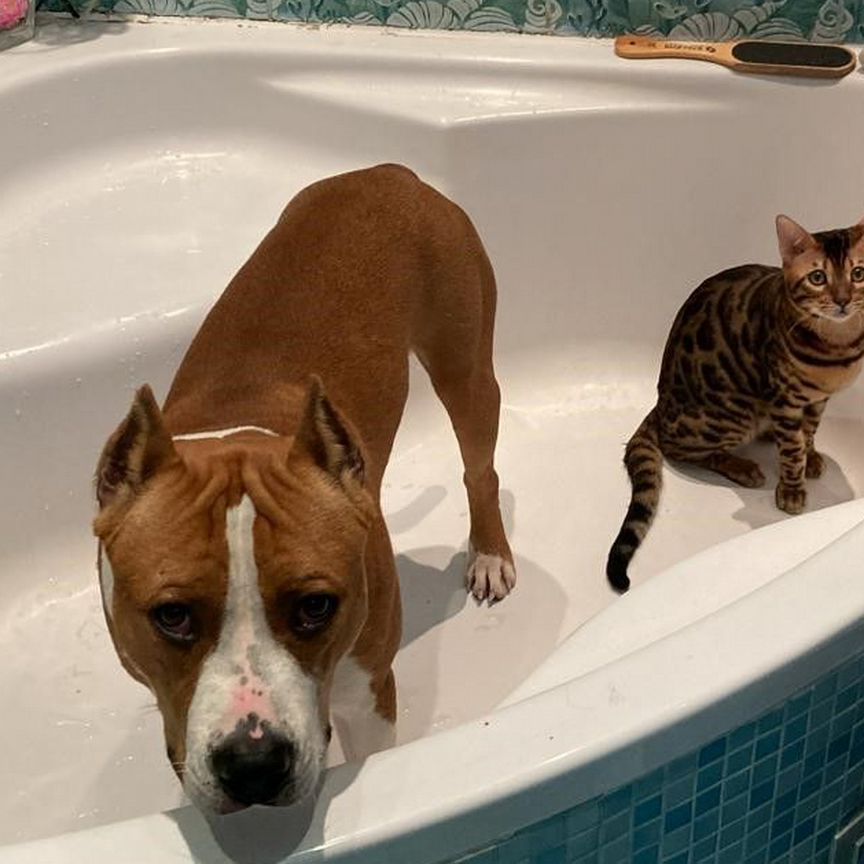 Ищет добрые руки мальчик стаффордширский терьер