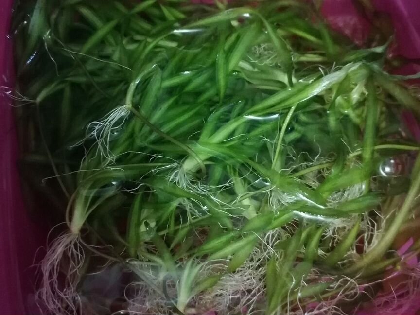 Валлиснерия 1р