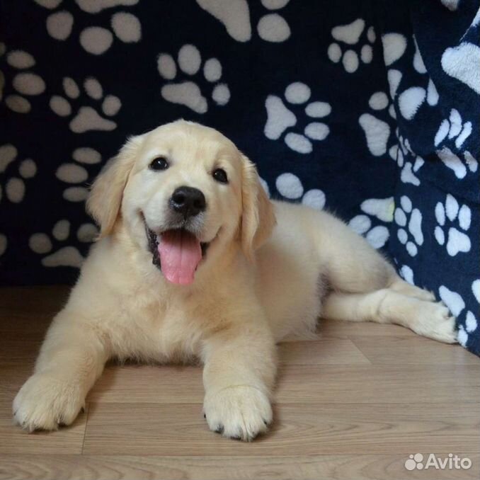 Золотистые детки ретривера