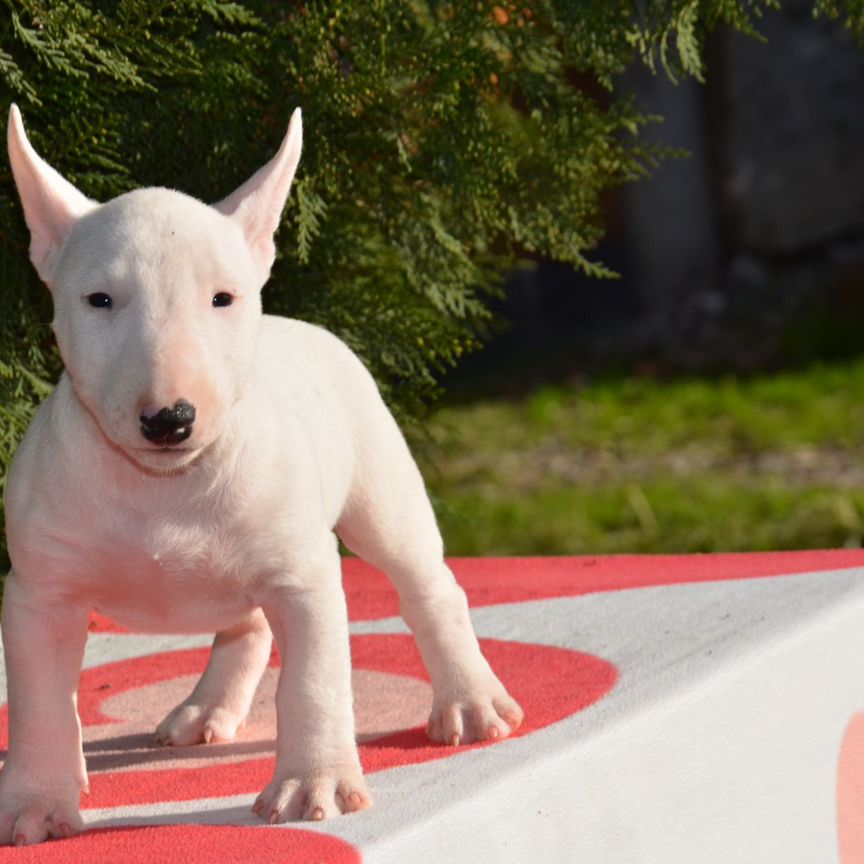 Миниатюрный бультерьер