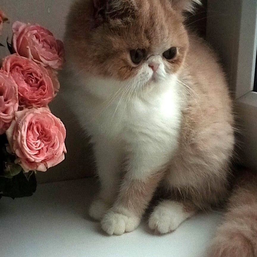 Божественный котик