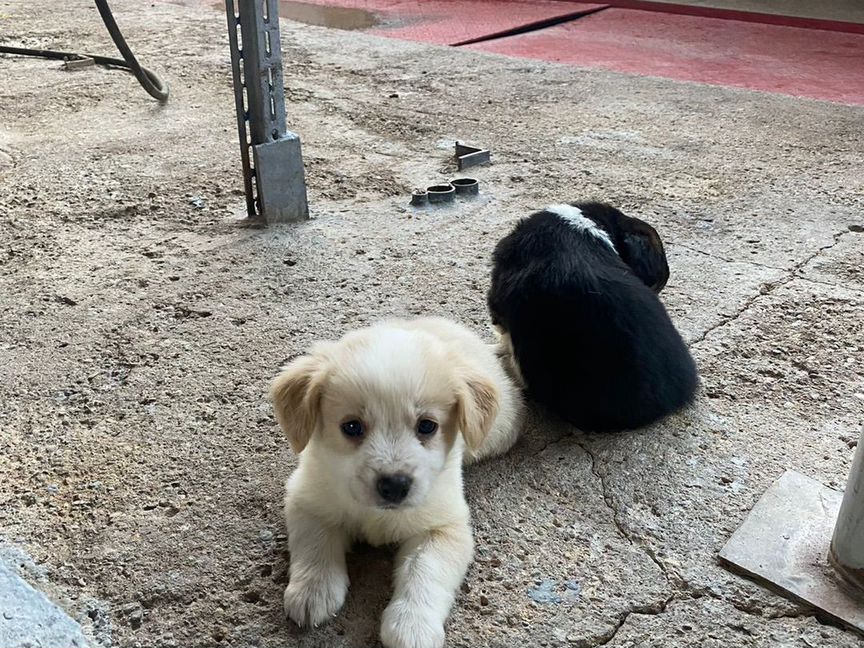 Щенок в добрые руки бесплатно