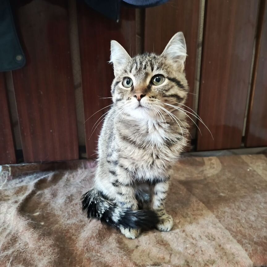 Отдам в добрые руки