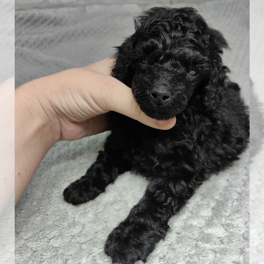 Той-пудель, щенок