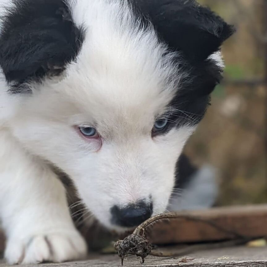 Якутская лайка