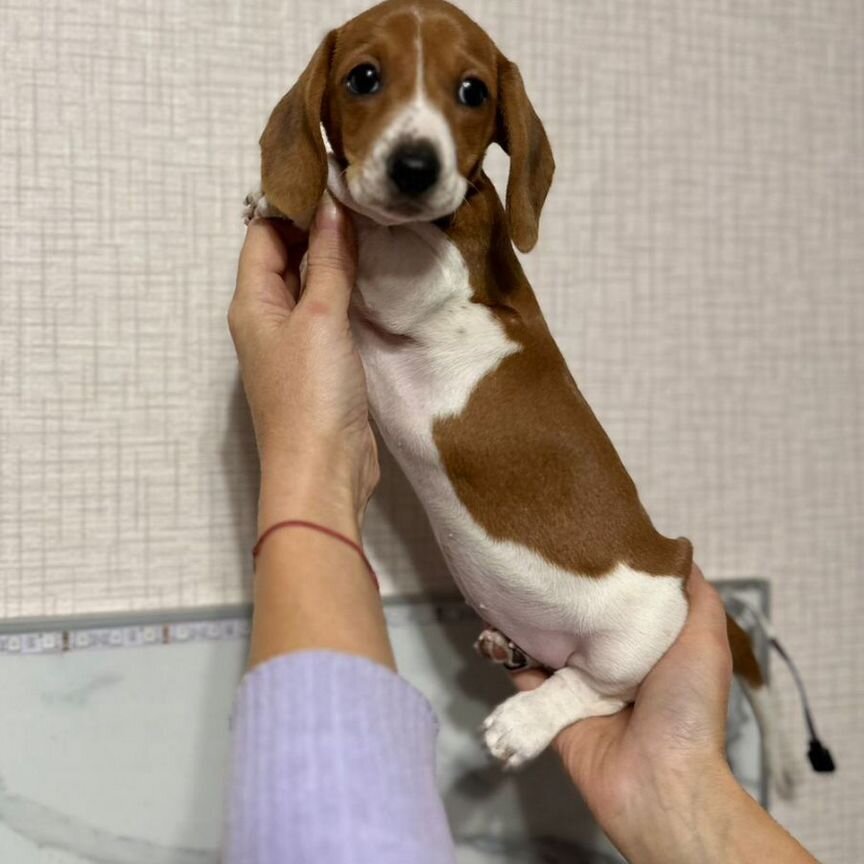 Карликовая такса, щенок