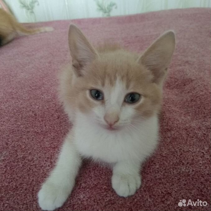 Персик в поисках дома