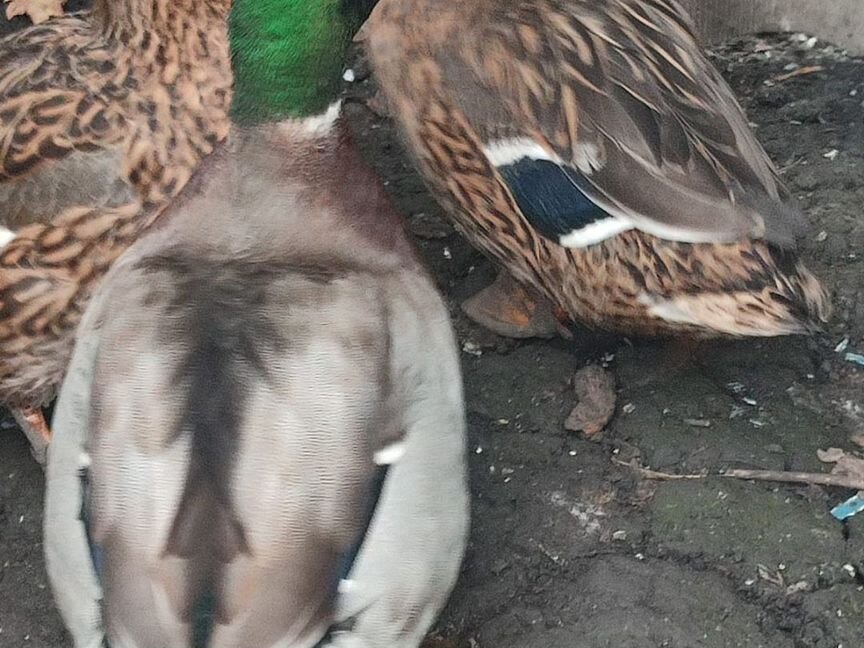 Селезень. Утки. Подсадные