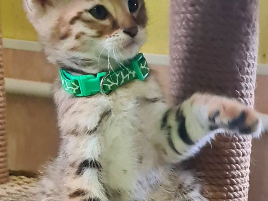 Котята чаузи ф1