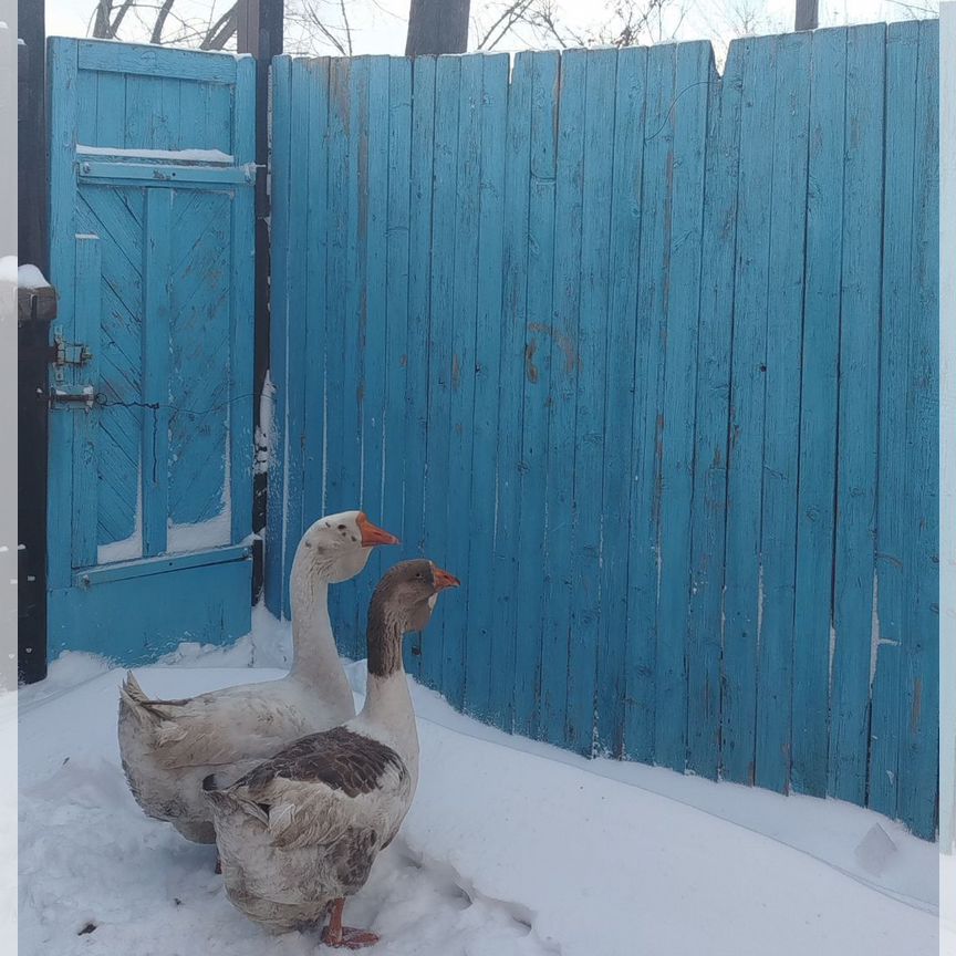 Холмогорские гуси