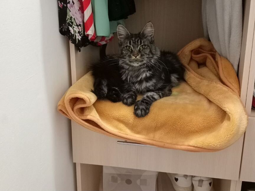 Котята майкун