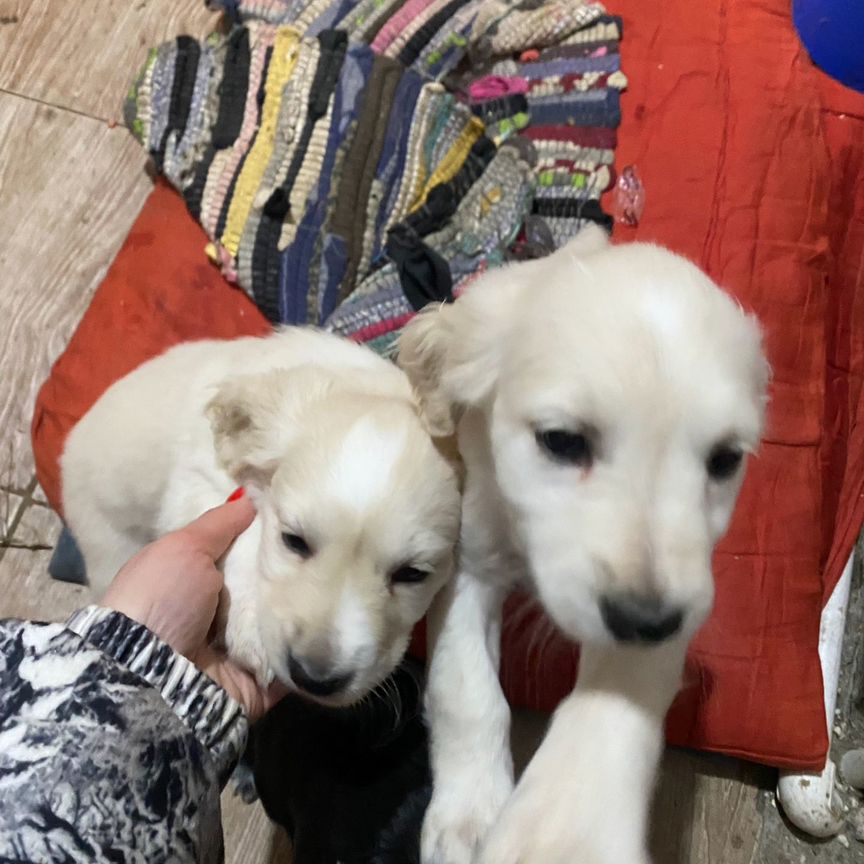 Щенки спаниеля в дар