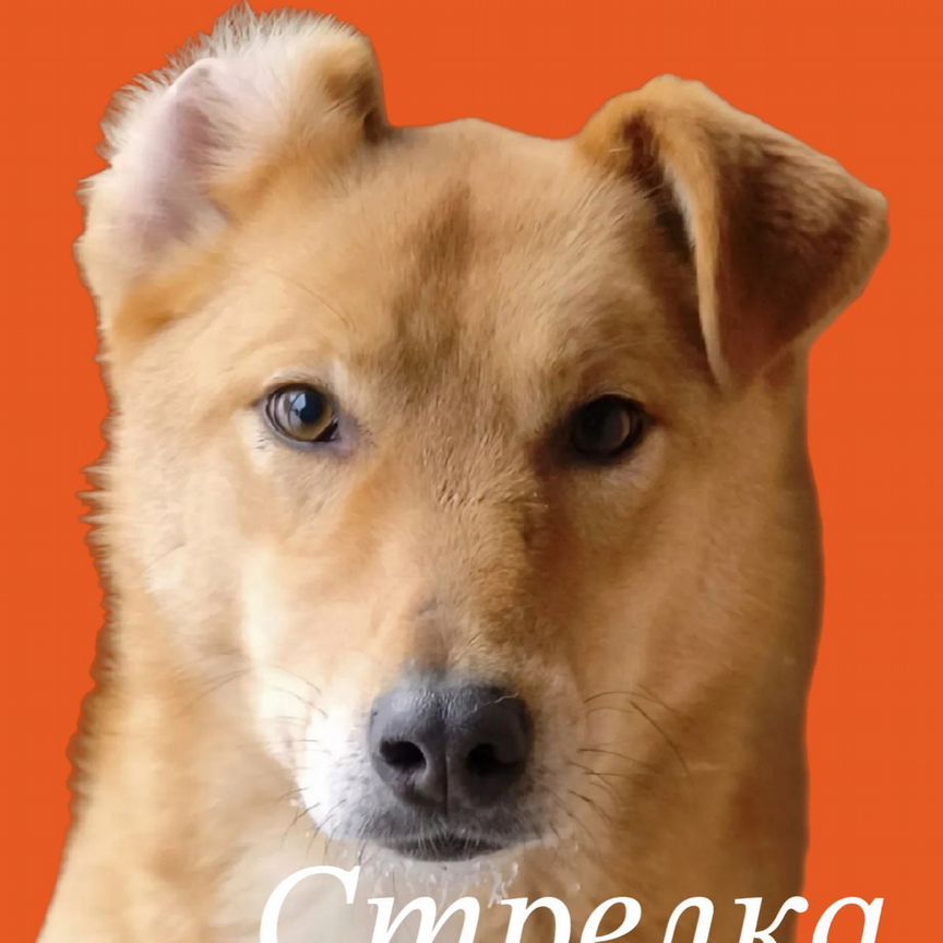 Взрослая собака в добрые руки