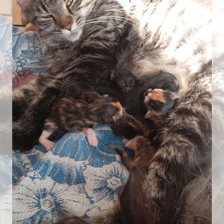 Мейн-кун котёнок