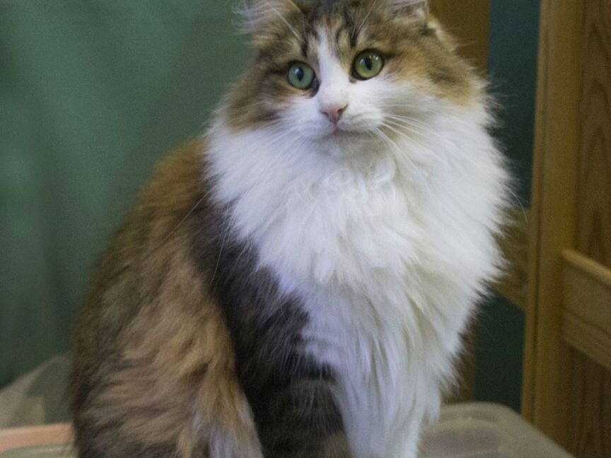 Кошка- волшебный Ангел - направлена вам судьбой