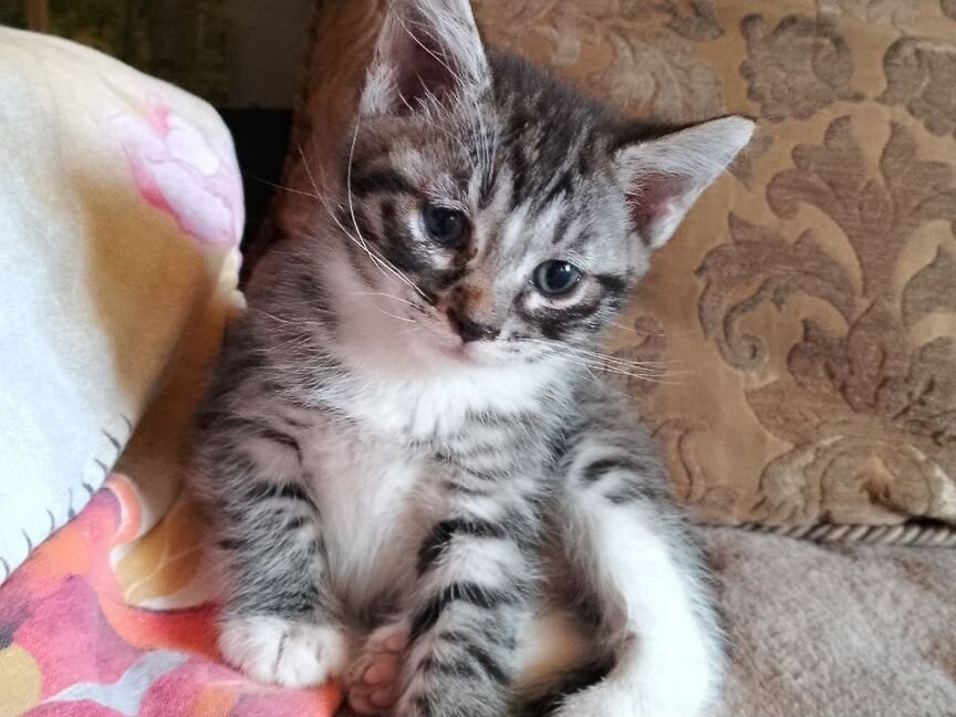 Кошка в дар бесплатно