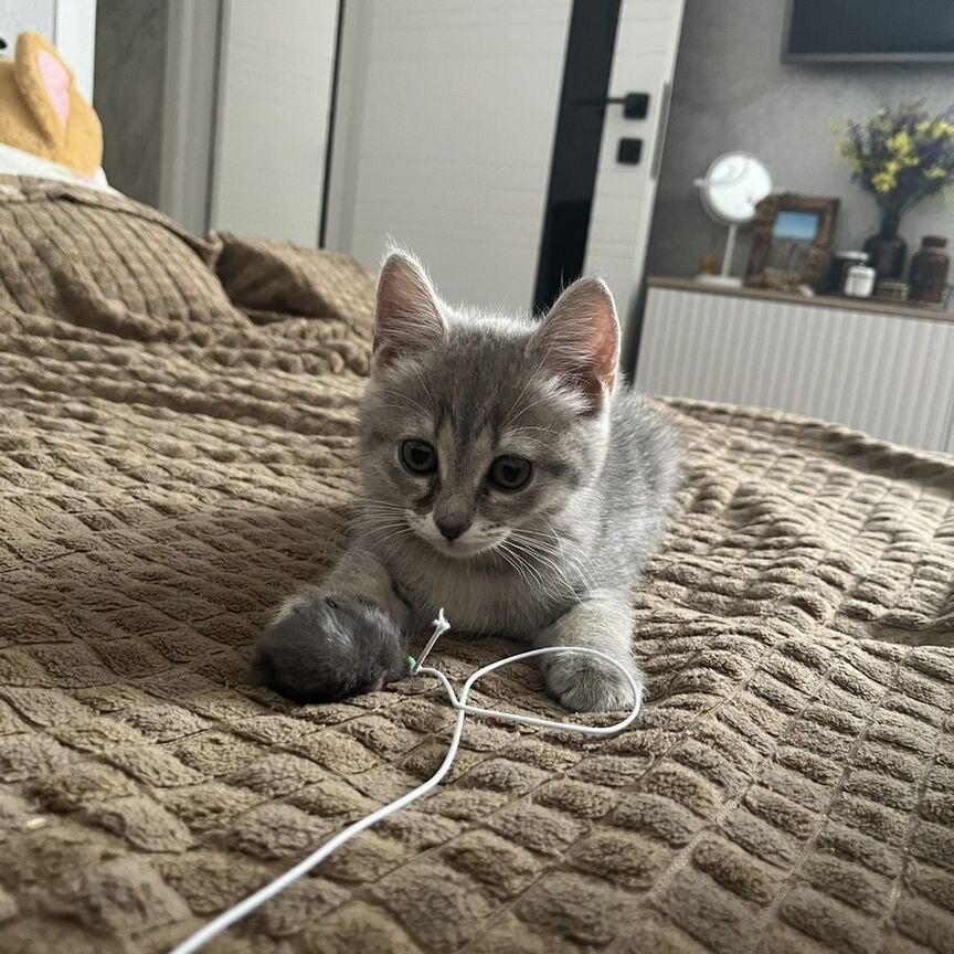 Шотладская кошечка