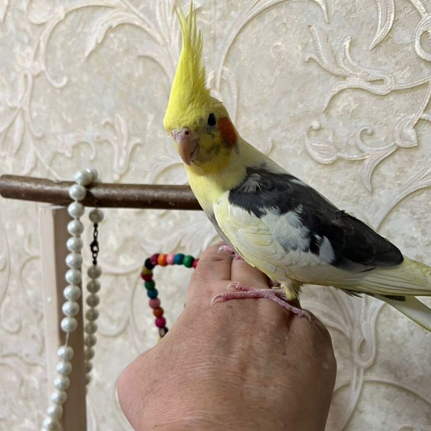 Попугай ручной корелла с клеткой