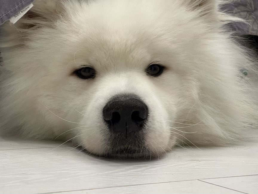 Отдам самоеда