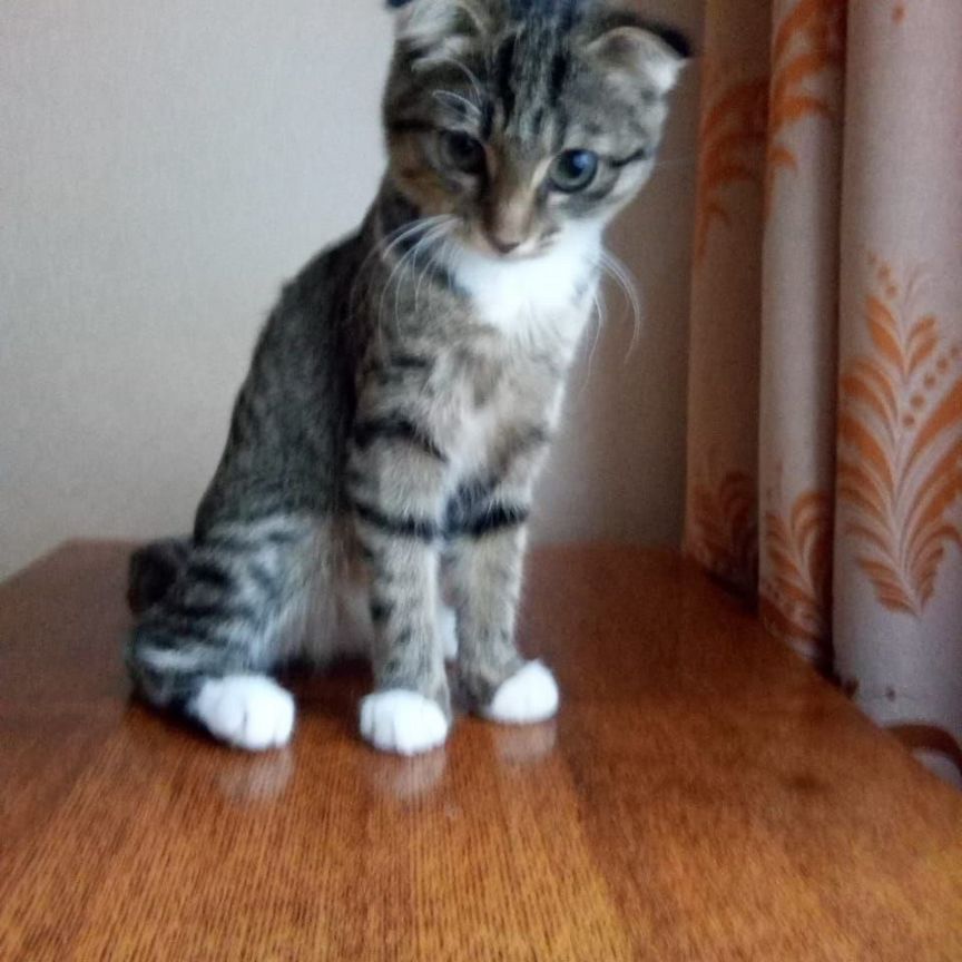 Котенок (девочка 4 мес)