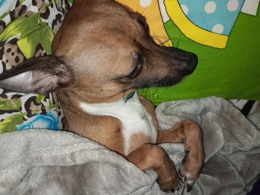 Вязка собак