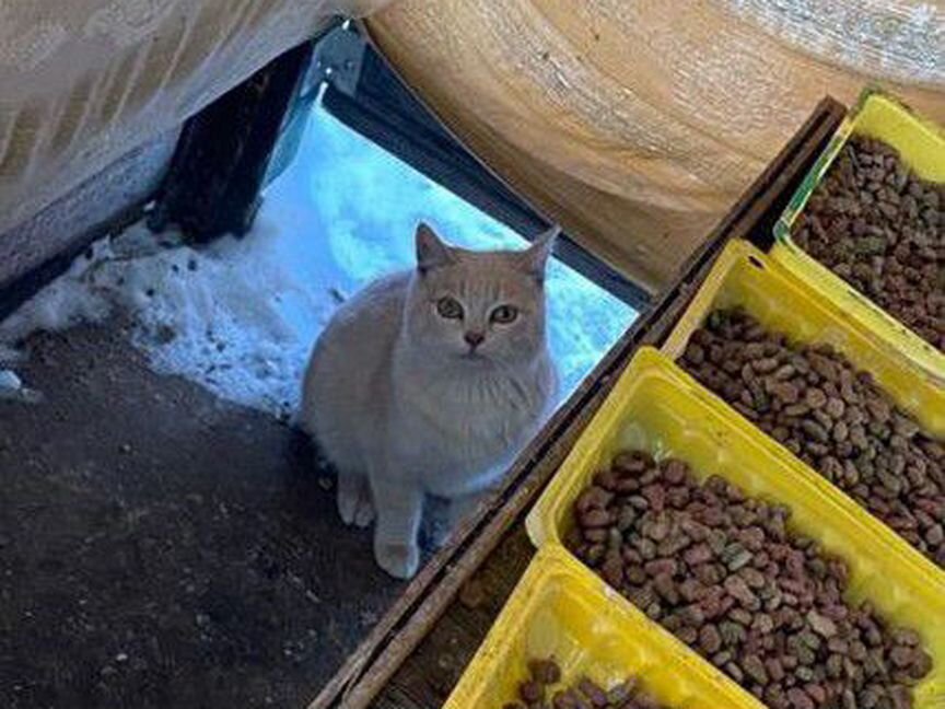Котики и кошки ищут дом