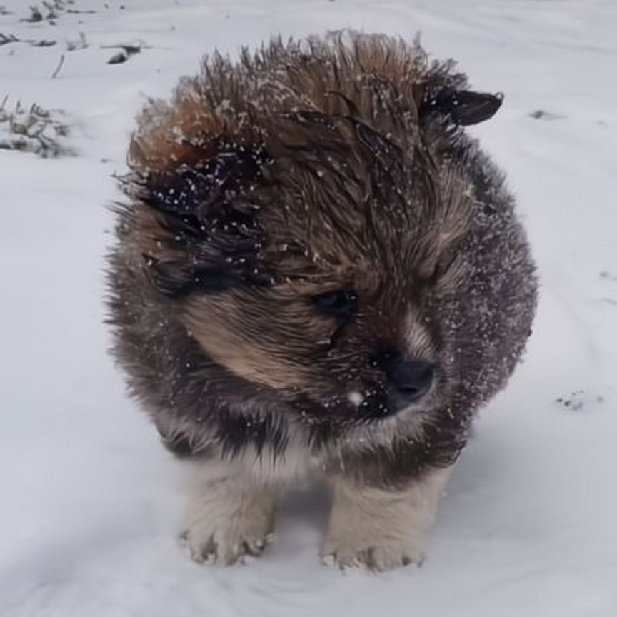 Щенок в добрые руки