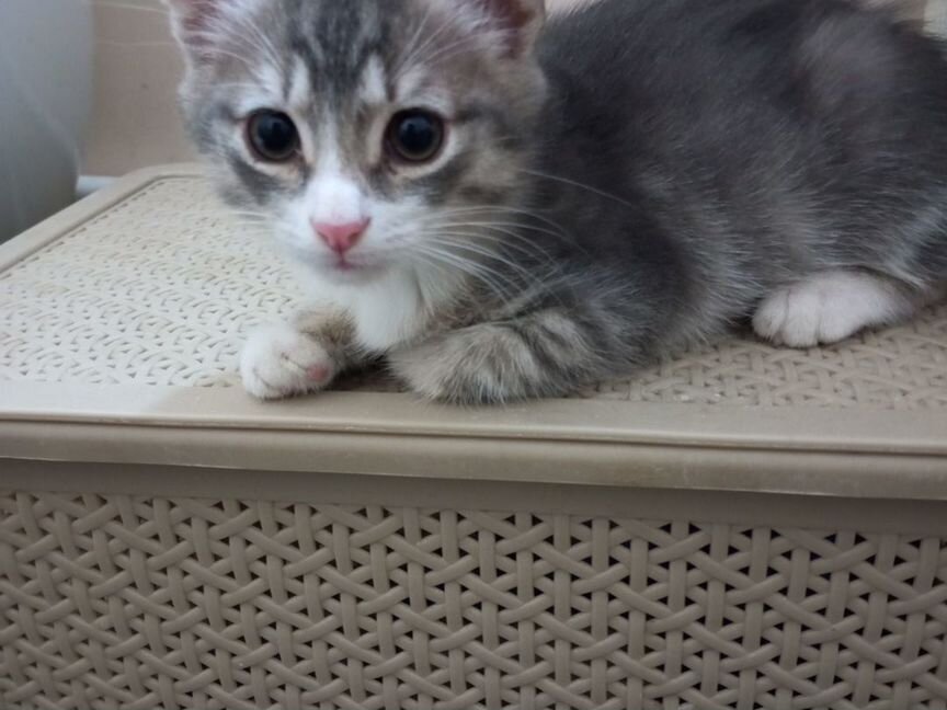 Котенок -мальчик