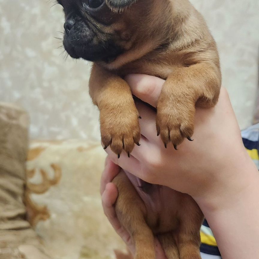 Щенки птибрабарсона