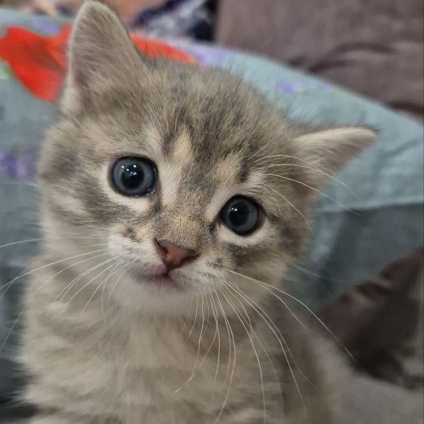 Отдам в добрые руки