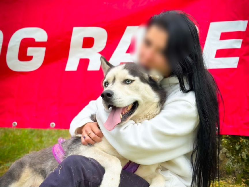 Хаски ищет дом