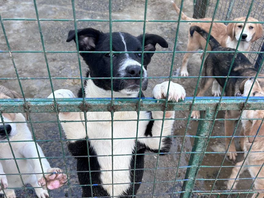 Щенок из приюта спасите в добрые руки