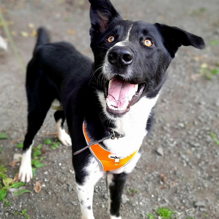 Бим в добрые руки