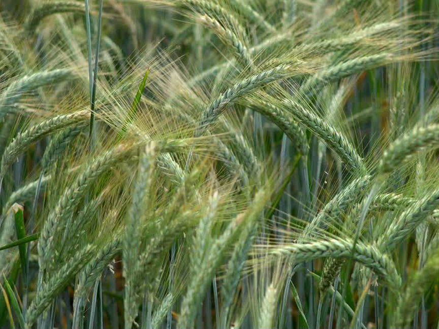 Рожь озимая