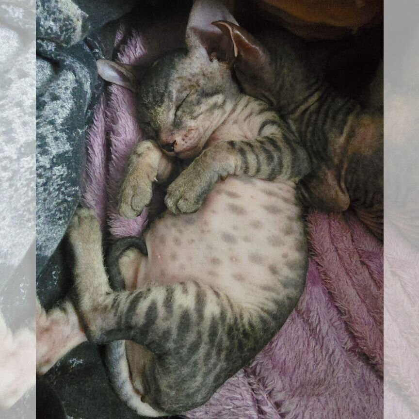 Котенок