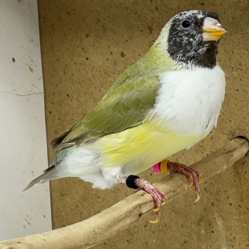 Амадины гульда