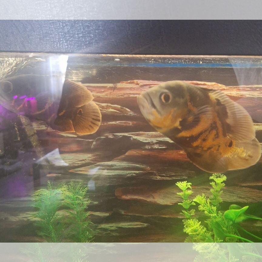 Аквариумные рыбки