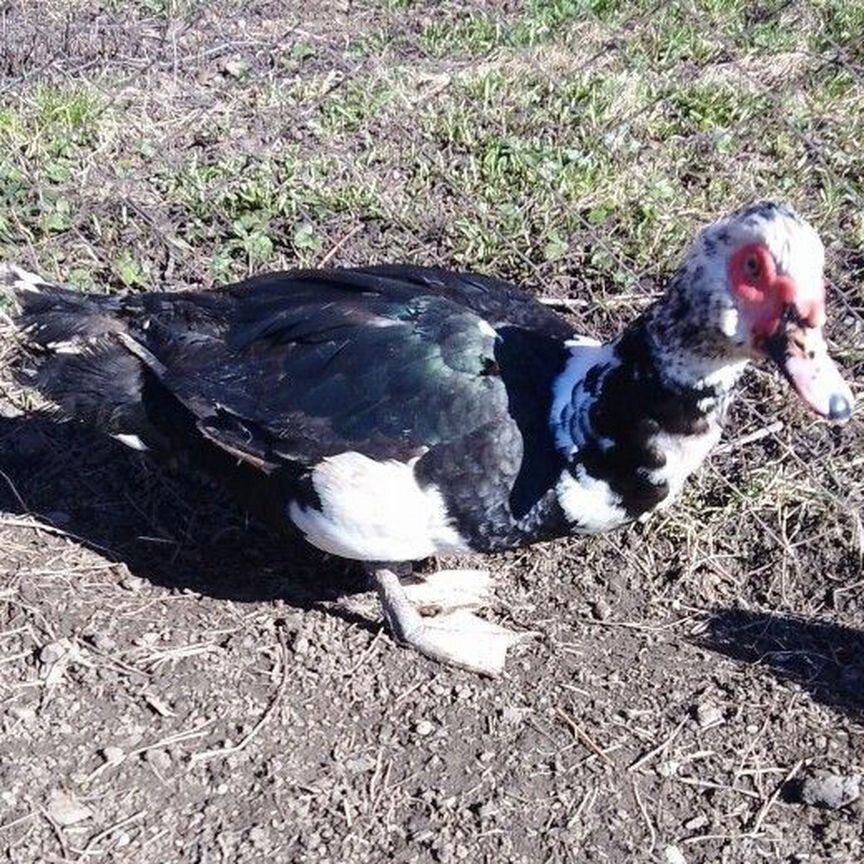 Индоутки, селезень