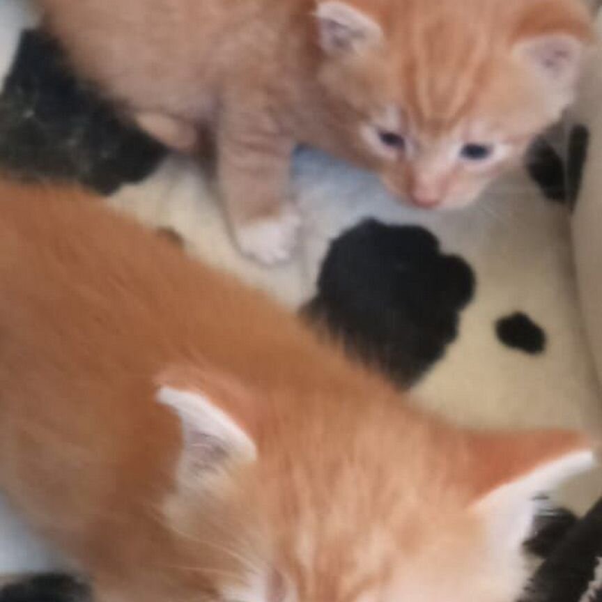 Котята классные)