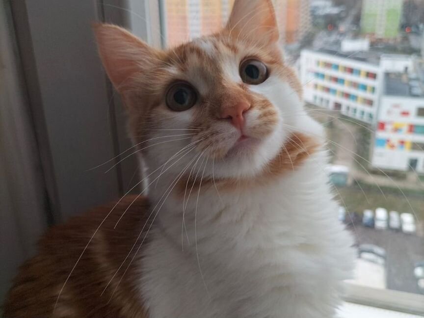 Кот