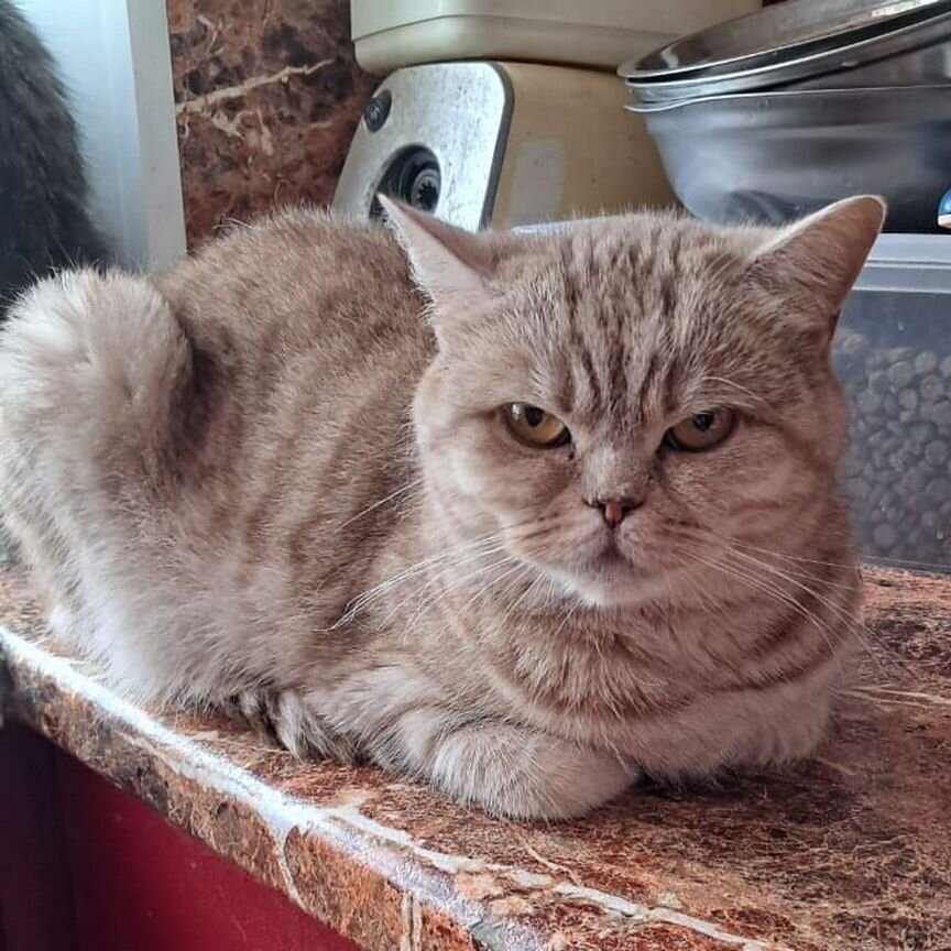 Взрослая, Девочка кошка в добрые руки