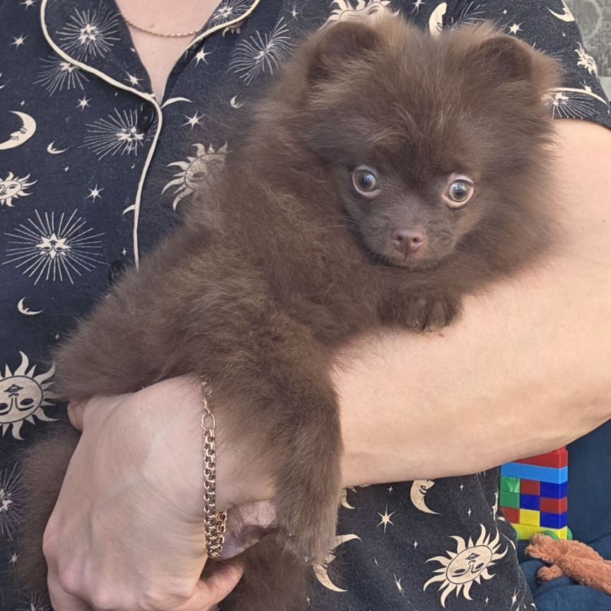 Померанский шпиц, щенок