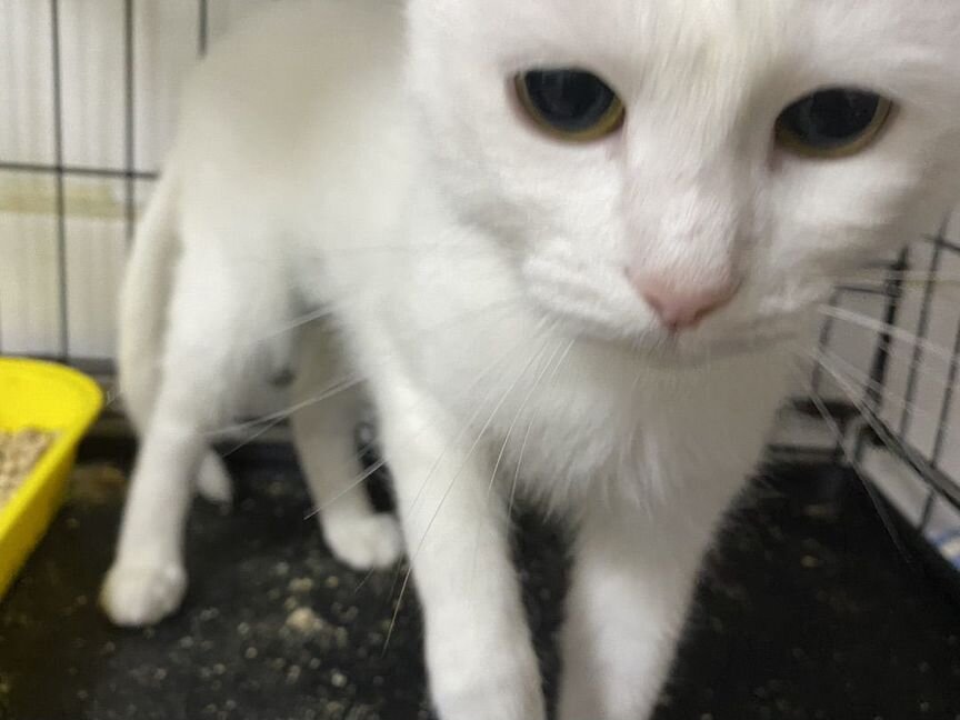 Котята бесплатно, белый котенок