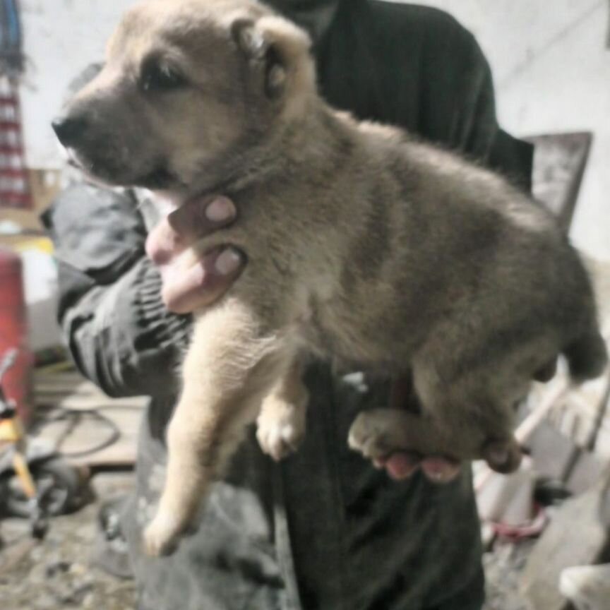 Девочка сао