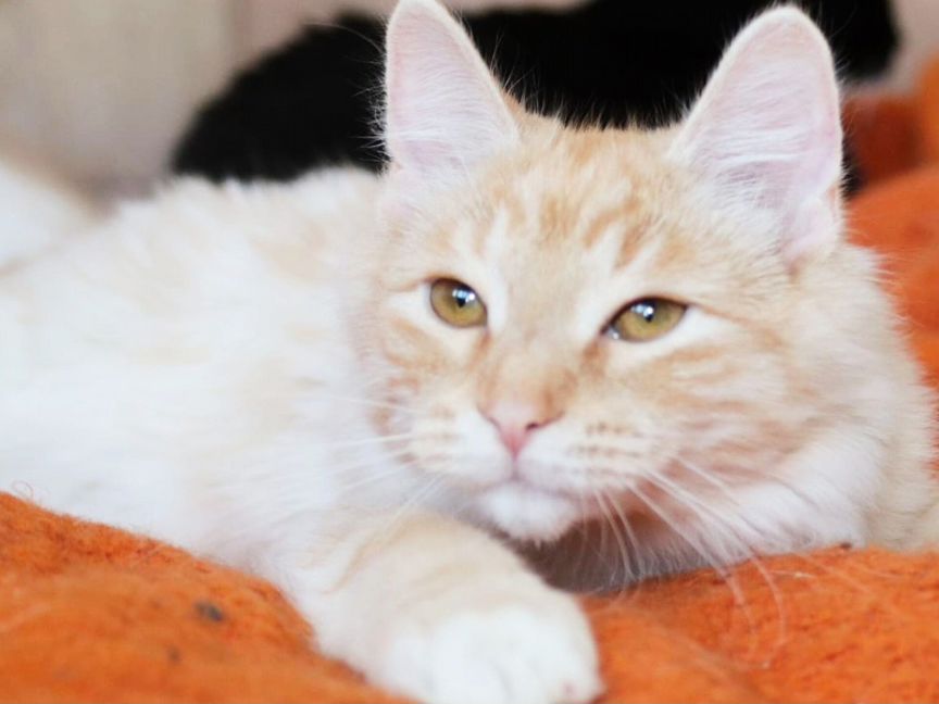 Сибирский котёнок, пушистик персикового окраса