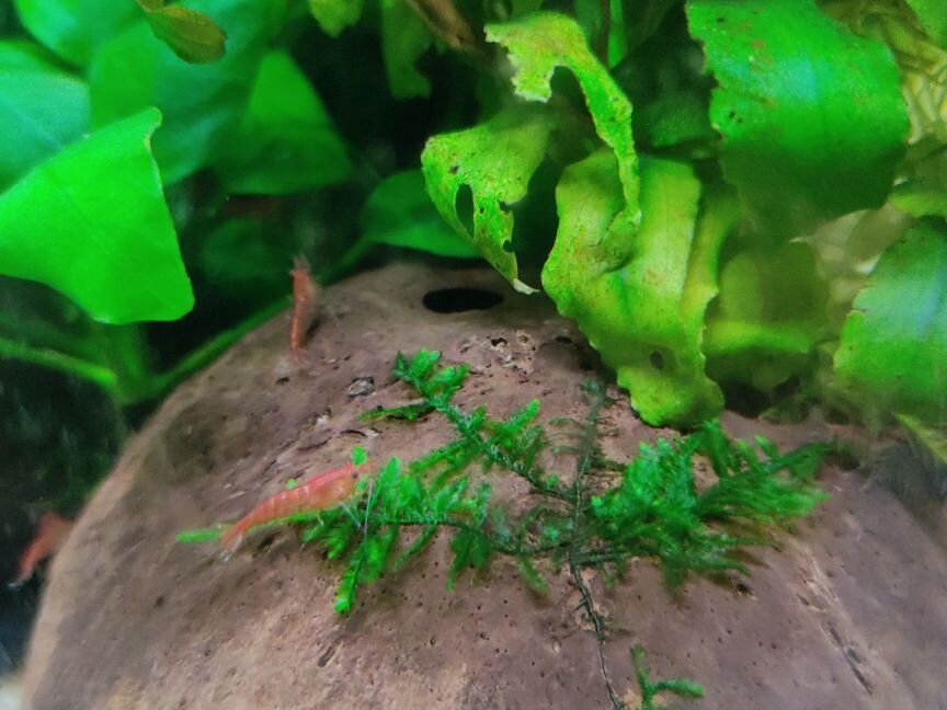 Креветки Вишенки обычные.Улитки Хелены