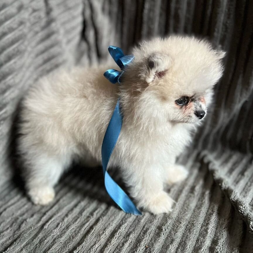 Померанский шпиц, щенок