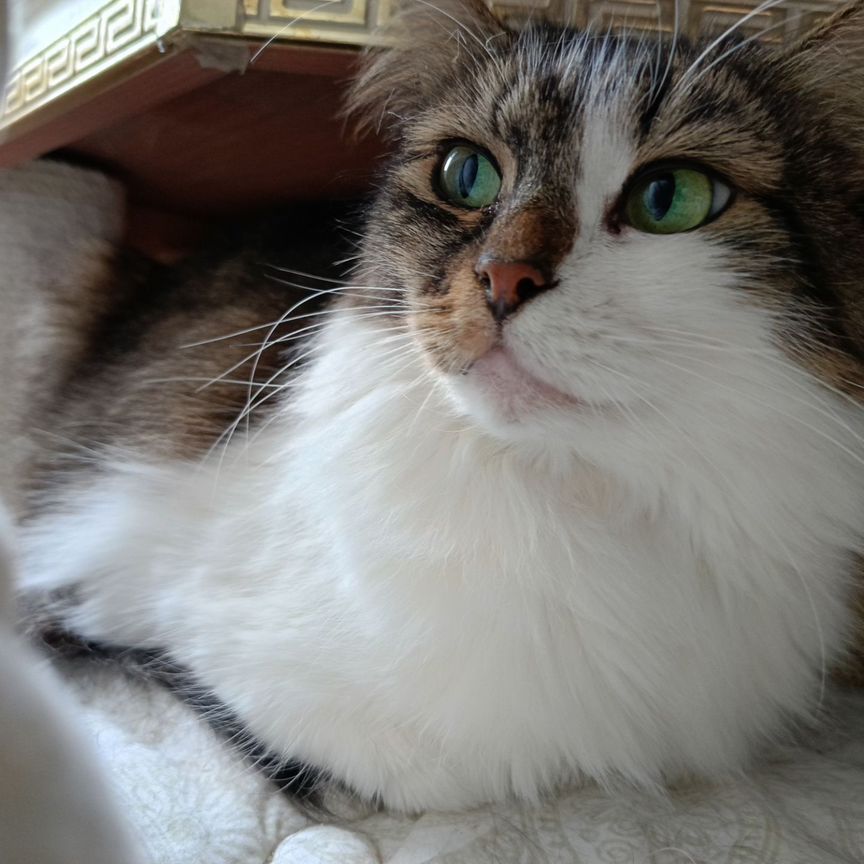 Очень красивая ласковая кошечка